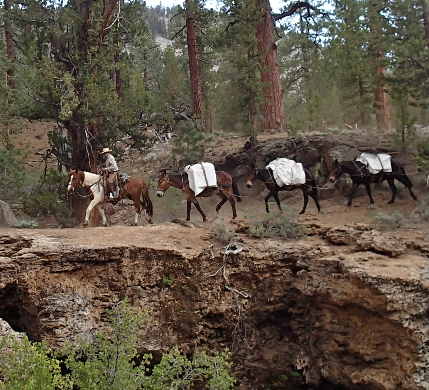 High Sierra Pack Trips; Horseback Riding; Mule Packing; John Muir Trail ...