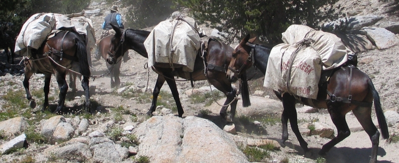 Horse And Mule Packing Employment